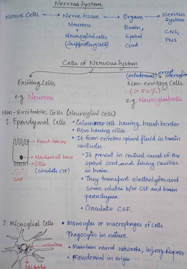 Nervous System Handwritten Notes Download Now - DuloMix Nervous System Handwritten Notes Download Now - DuloMix
